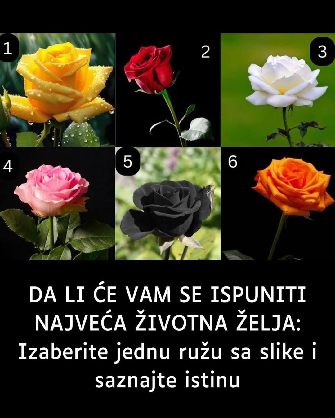 DA LI ĆE VAM SE ISPUNITI NAJVEĆA ŽIVOTNA ŽELJA: Izaberite jednu ružu sa ...