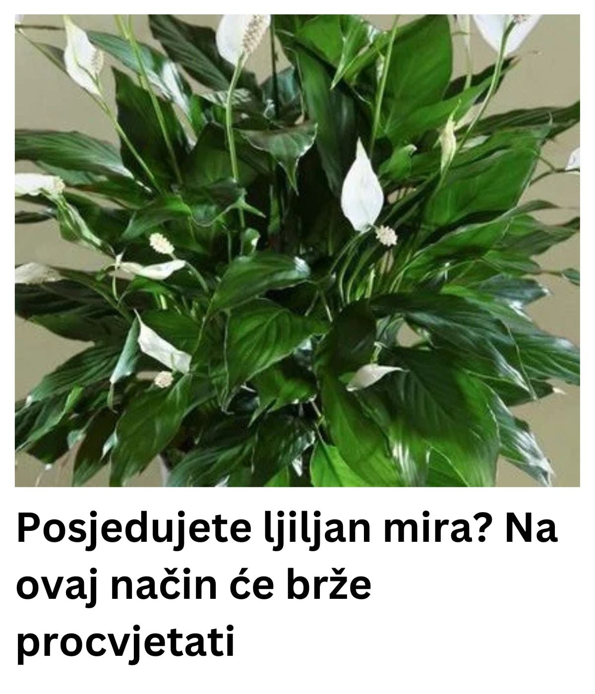 OVE BILJKE SU NAJBOLJI PREČIŠĆIVAČI VAZDUHA U STANU: Odmah ćete ih ...
