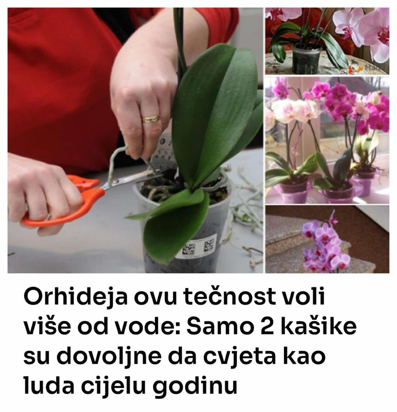 ORHIDEJA VOLI OVAJ NAPITAK VIŠE OD VODE: Nema te PRIHRANE koja radi ...